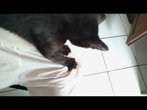 PIJAT PUS PUS BY CEMENG