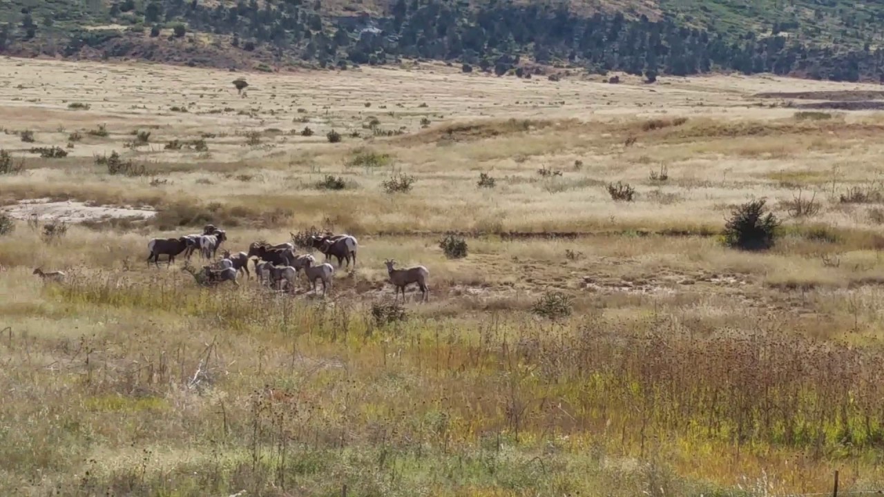 Dry Cimarron Bighorn Sheep - YouTube