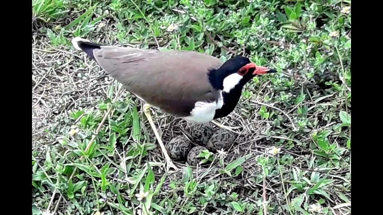 Sri Lankan Kirala Bird (Red-wattled Lapwing), Nature Videography of Sri ...