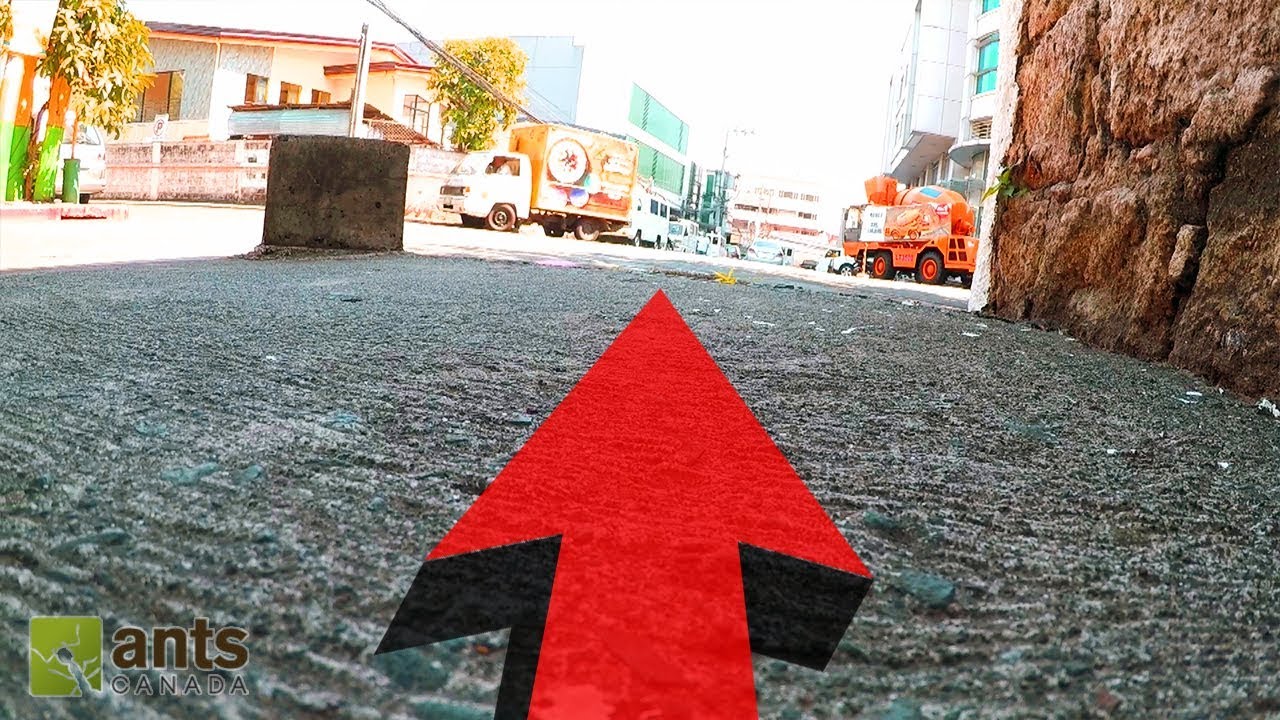 POV of a Queen Mother Ant (Mother's Day Special) - YouTube