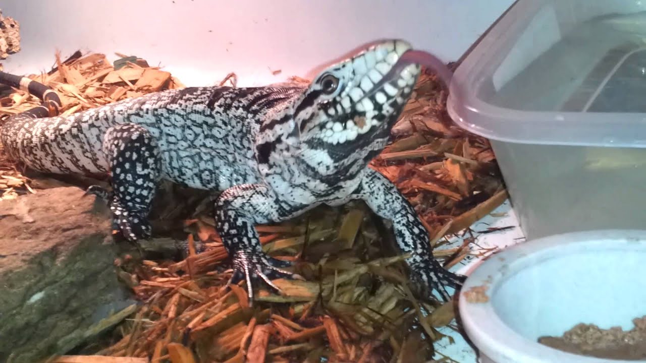 Extreme Giant Tegu loves cat food! - YouTube