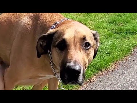 4/26/2023 - Walking the dog with Emmett the dog - YouTube