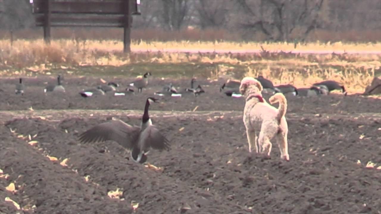 DOG VS GOOSE Short Clip - YouTube