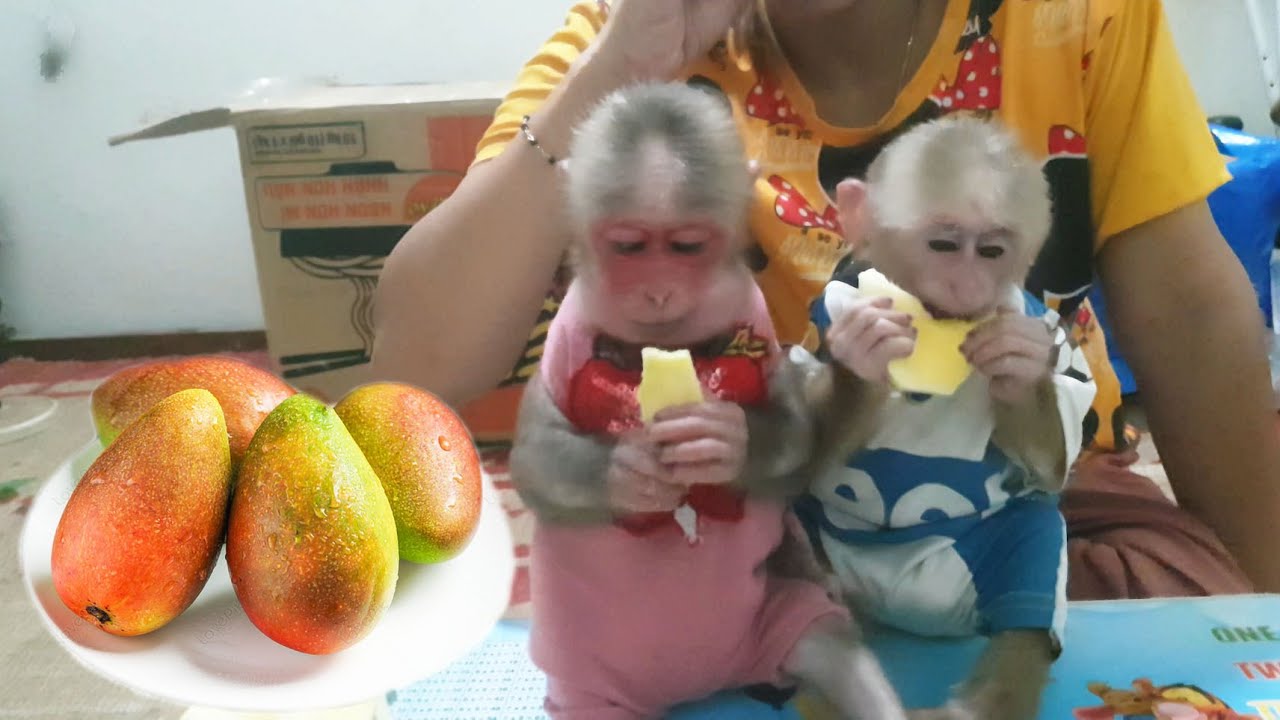 Baby monkey Bob and Bi enjoy a delicious plate of mango - YouTube