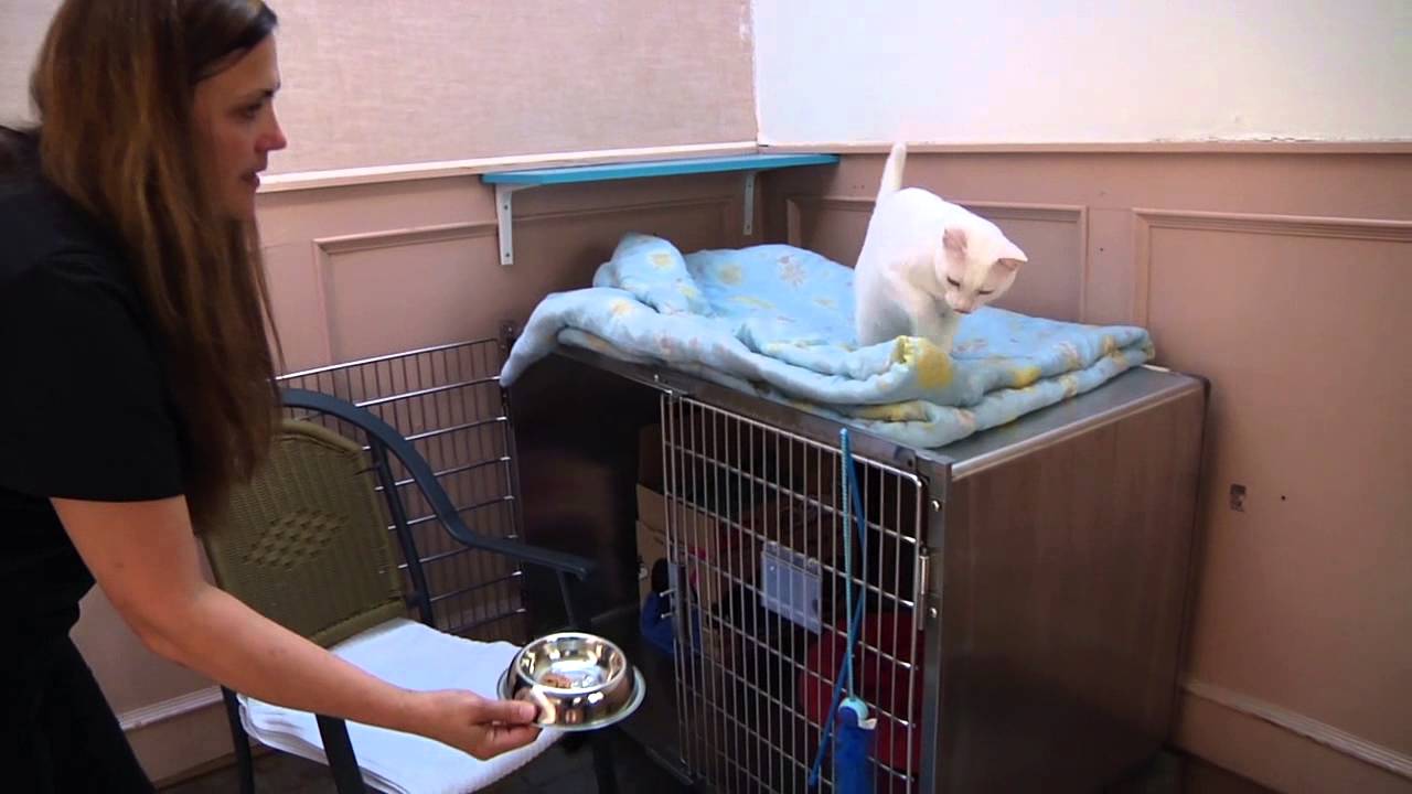 Tip Tuesdays: Getting a Cat to Jump off a Table or Counter - YouTube