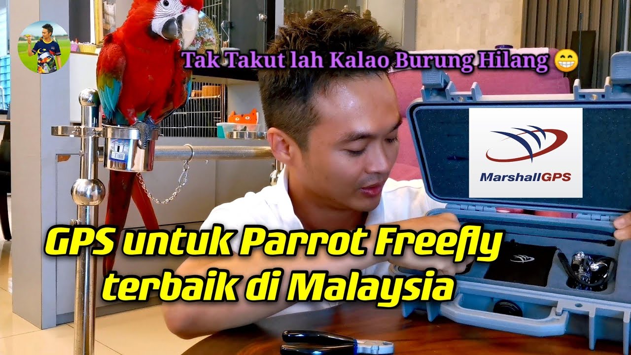 GPS untuk Parrot Terbaik di Malaysia |Training Parrot Freefly |GPS ...