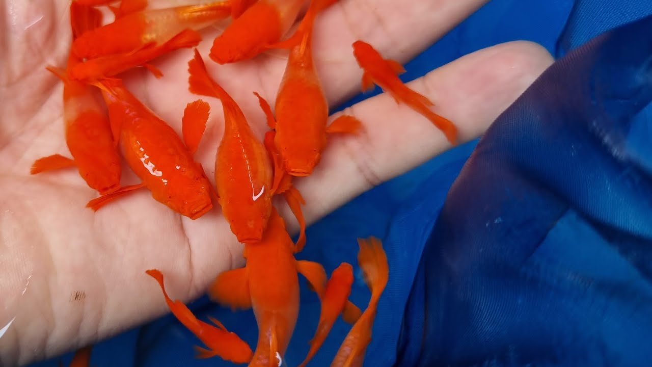 Cá bảy màu Koi red ear | Guppy koi - YouTube