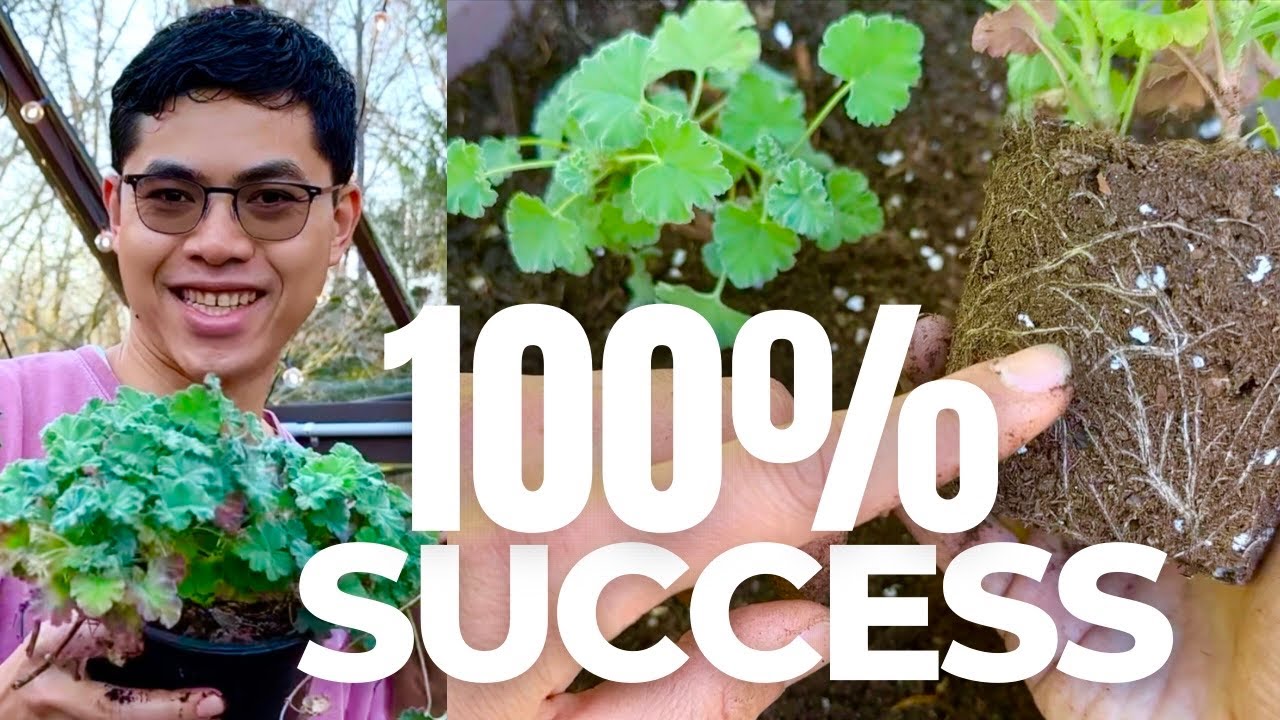 How to Propagate Scented Geranium Easiest Way! - YouTube