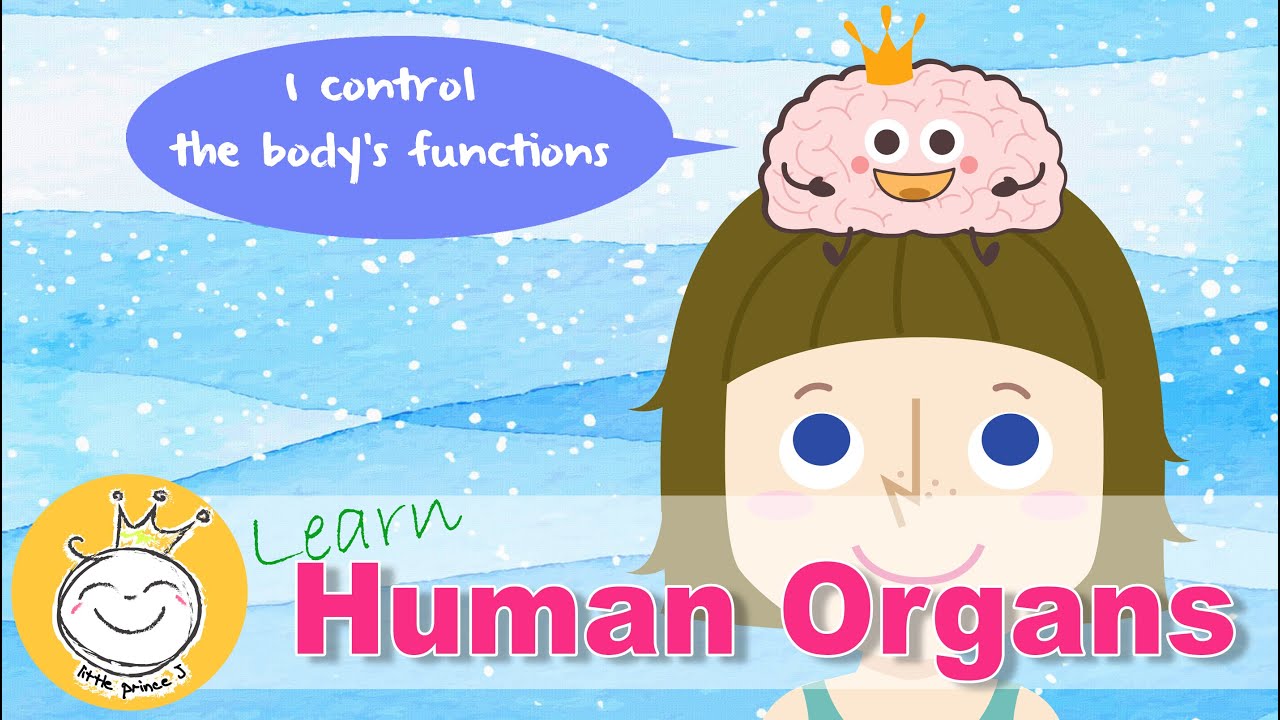Learn Human Organs Names - YouTube