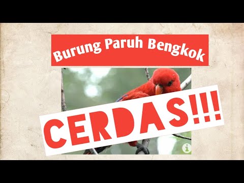 Nuri Merah raja ambon jinak bersuara melengking | - 9 - YouTube