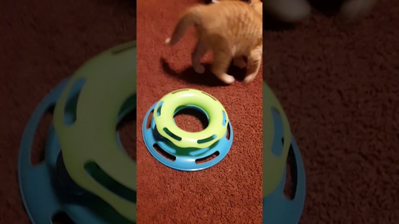 GG The cat first video - YouTube