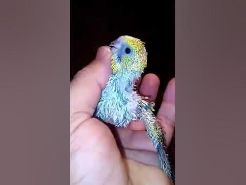 HOW TO gain budgies trust tips for taming a budgi 🥰🥰🐦 - YouTube