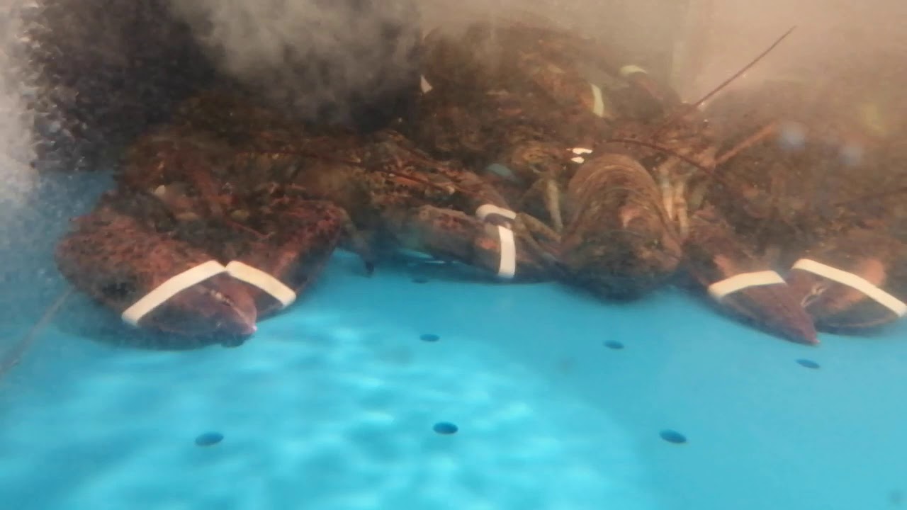 Canadian Snow Crab. Snow Crab (Chionoecetes opilio) - YouTube