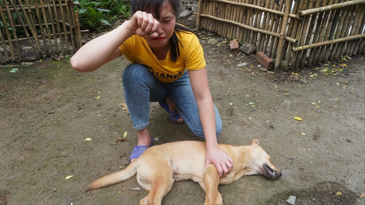 My dog did not survive the rabies epidemic despite - Buy fish to stock ...