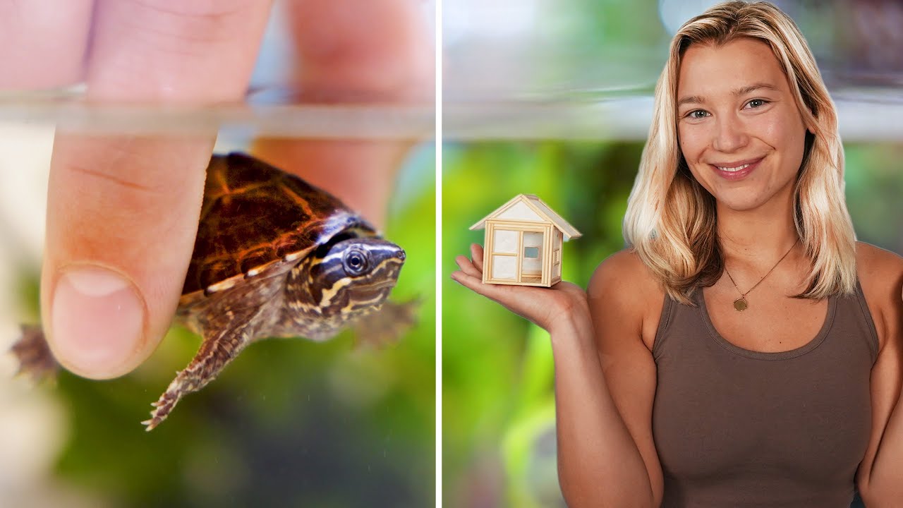 Making a BABY TURTLE tank with a TINY HOUSE - YouTube
