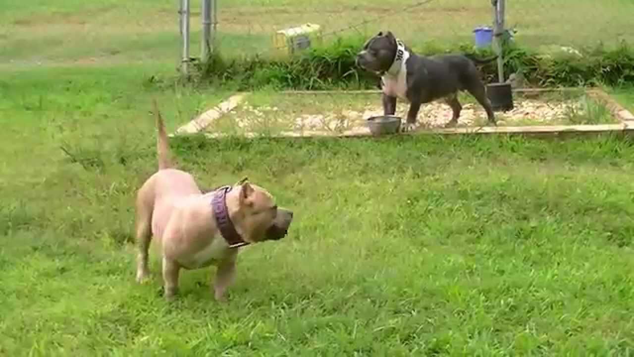 CAROLINA BULLY FARMS DAY AT THE DOG PARK (PART 2) - YouTube
