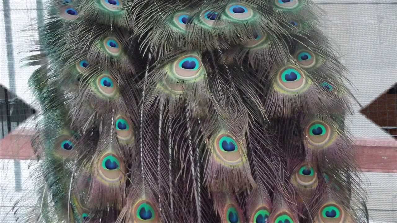 Pawie w puławskim parku przy Pałacu Czartoryskich - YouTube