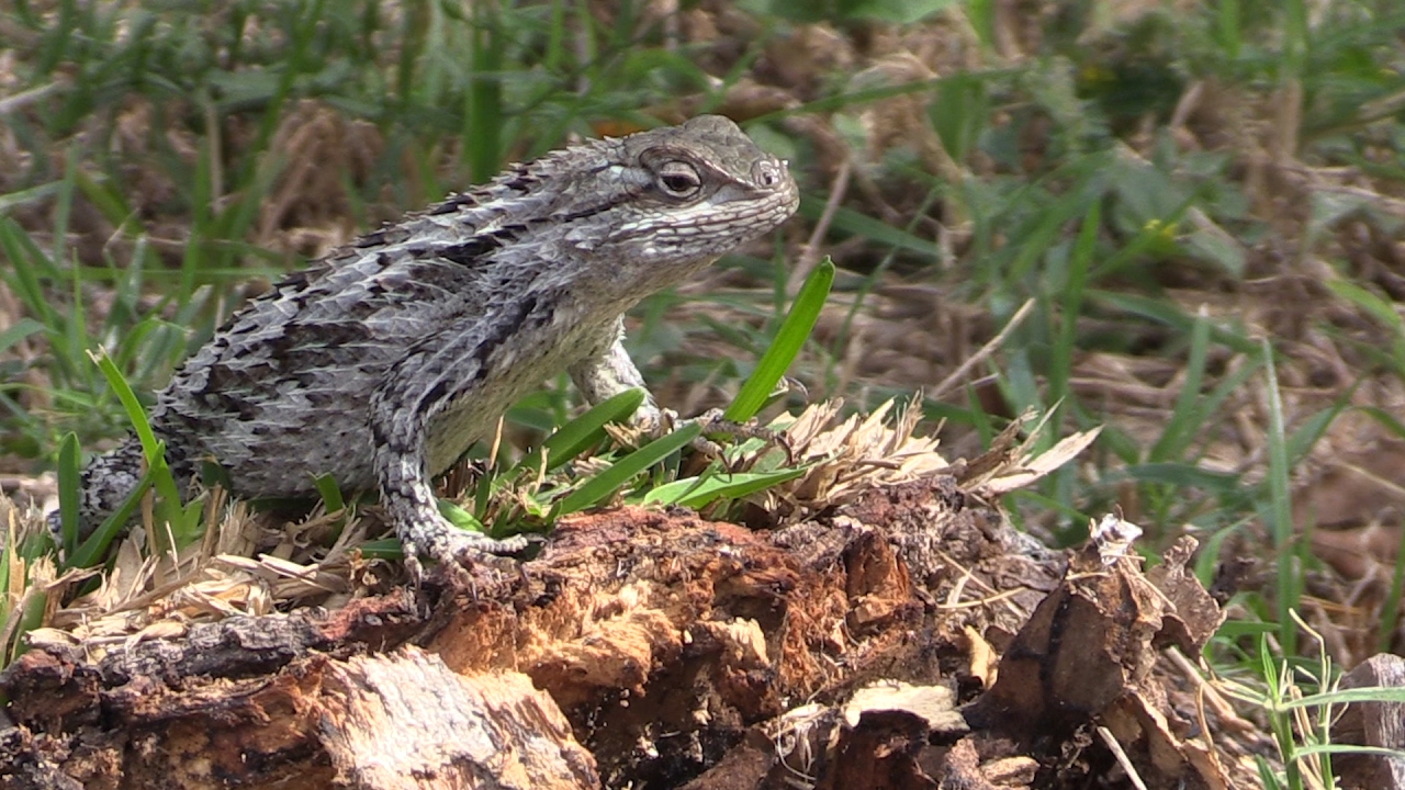 A Lizard Named Liz - YouTube