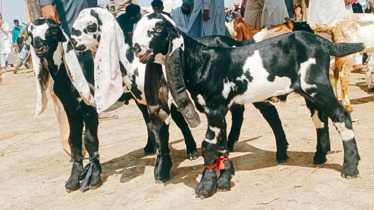 Sahiwal Bakra mandi A+batel cute bachay 03124058010Aktaf goats foram ...