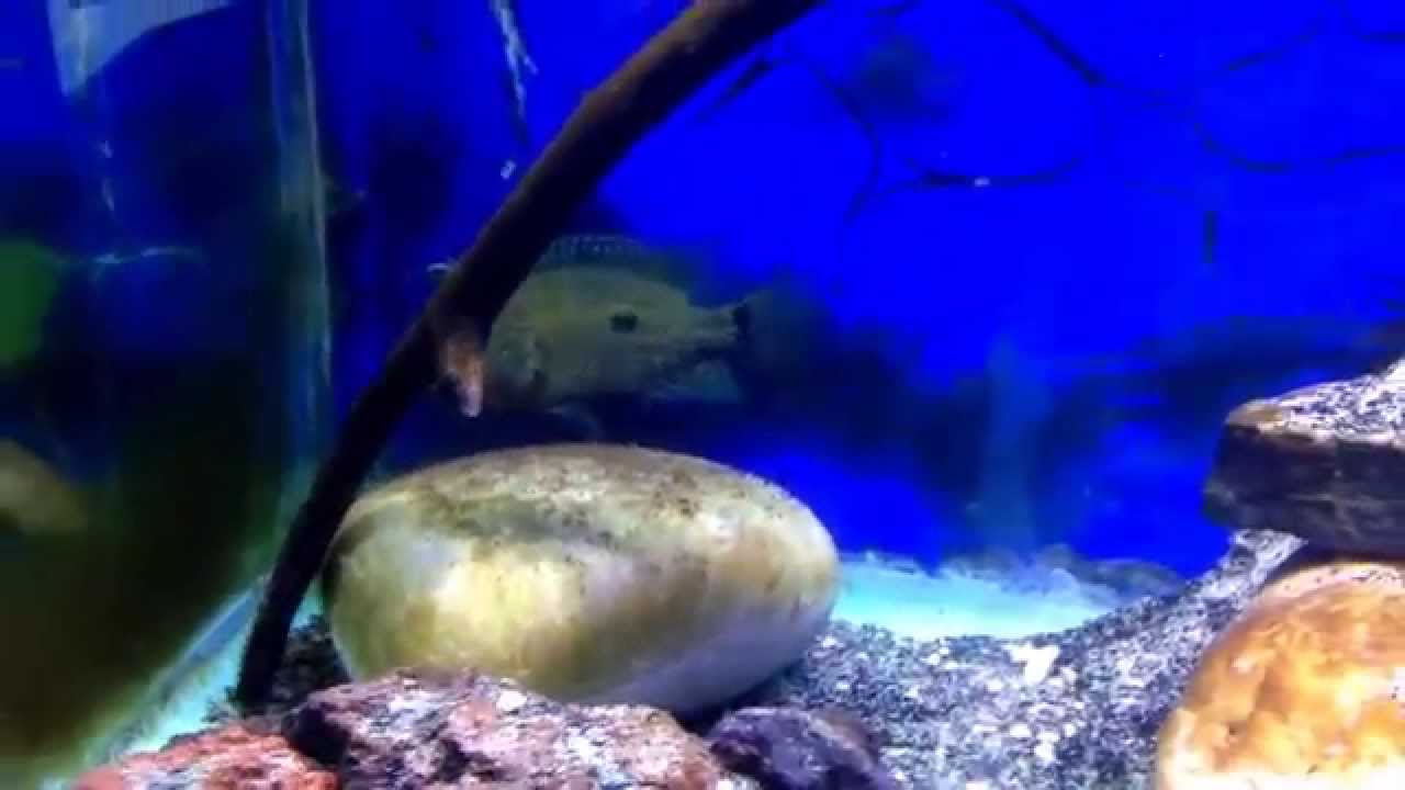 My newest umbee pair with wrigglers preview - YouTube