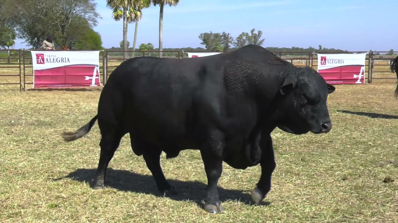 Corral 27A - Toro Brangus Negro - YouTube