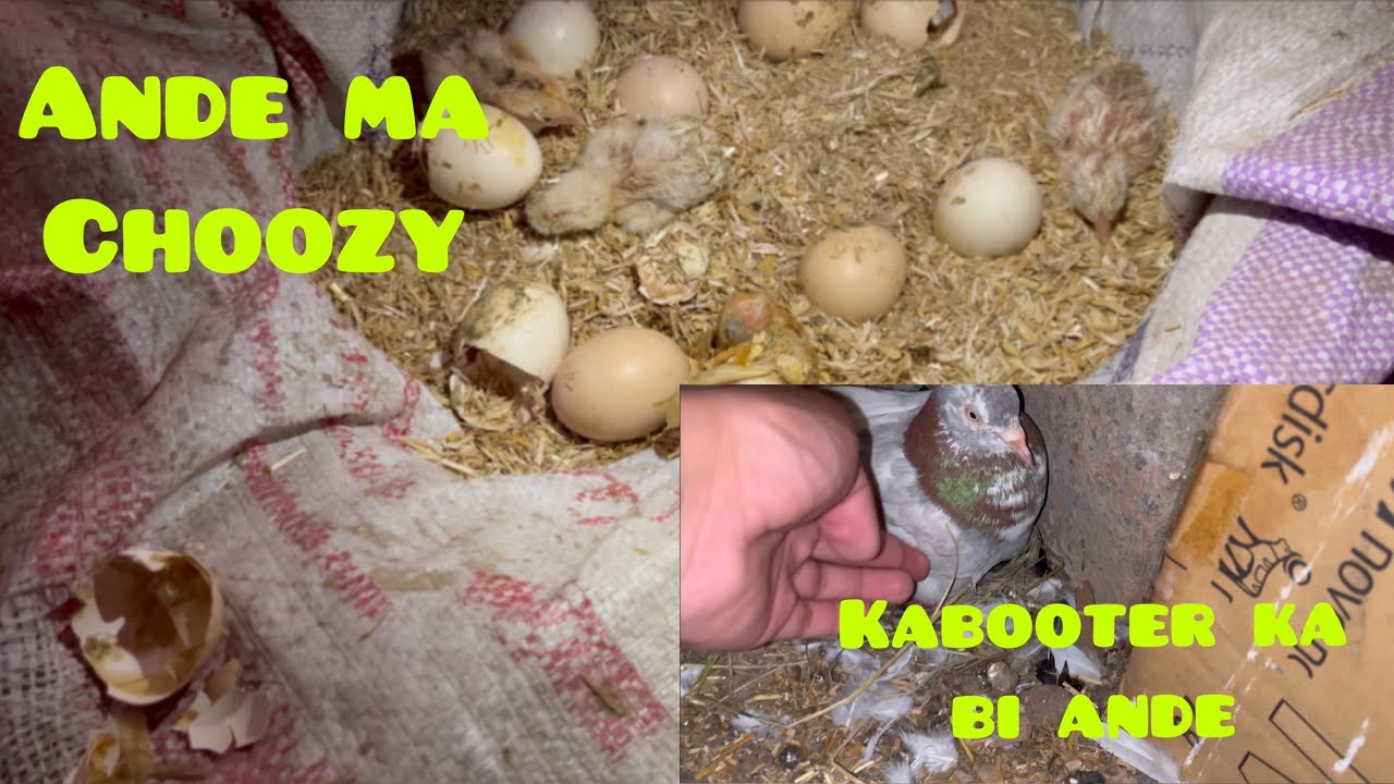Ande ma sa apne ap Choozy nikal ay Kabooter na bi ande da diya 🥚 - YouTube