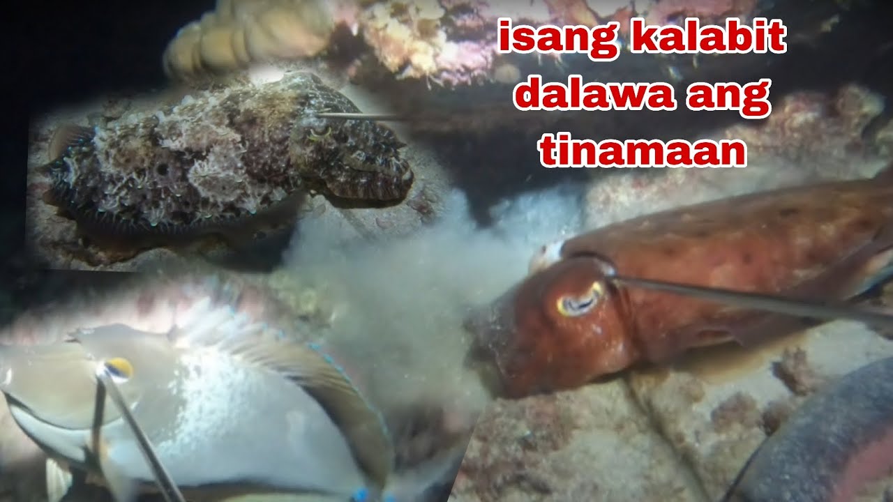 EP307 ISANG KALABIT DALAWA ANG TINAMAAN NIGHTY SPEARFISHING - YouTube