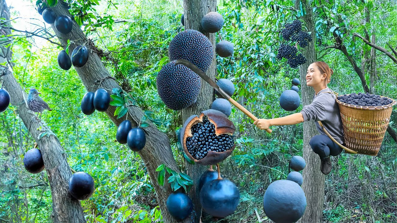 Farm life, How women Harvest Walnuts, The miraculous uses of Walnuts ...