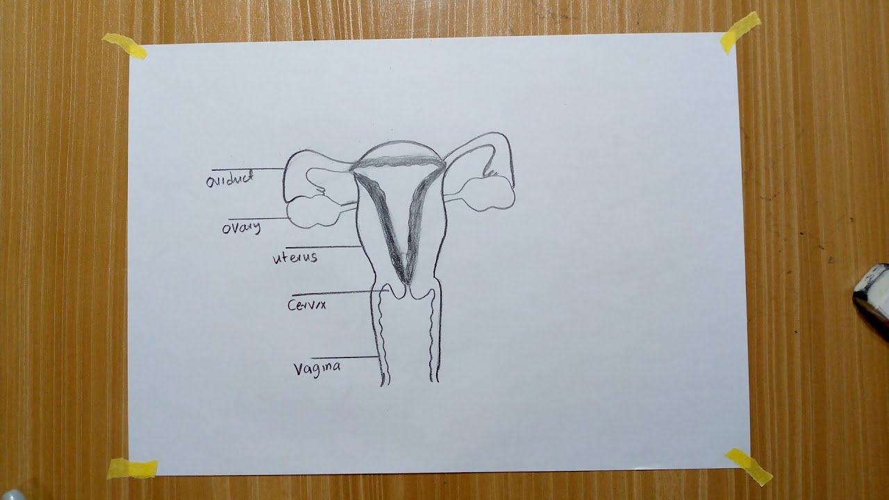 HOW TO DRAW A FEMALE REPRODUCTIVE SYSTEM - YouTube