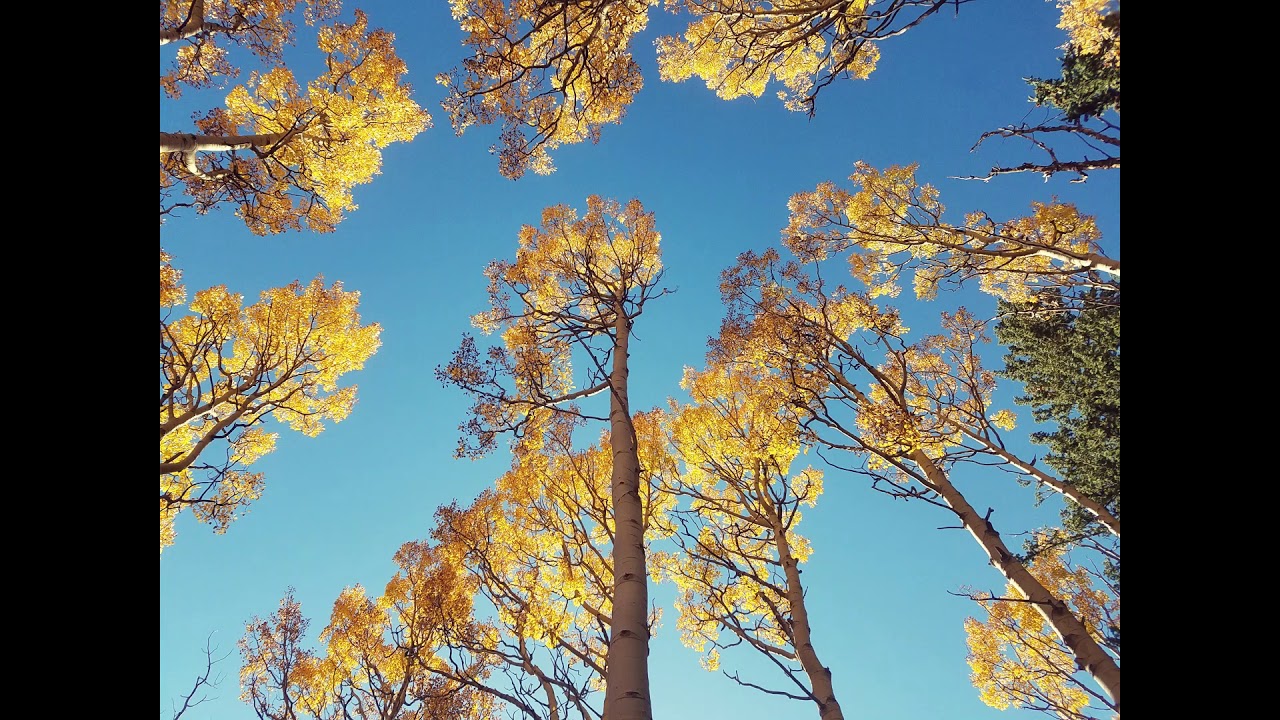 How Gentle God's Command | Haley Stevenson - YouTube