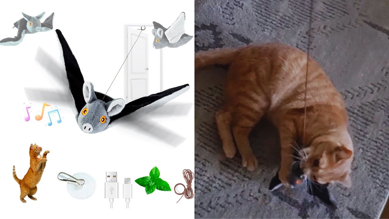 Flapping Bat with Catnip Cat Toy Review - YouTube