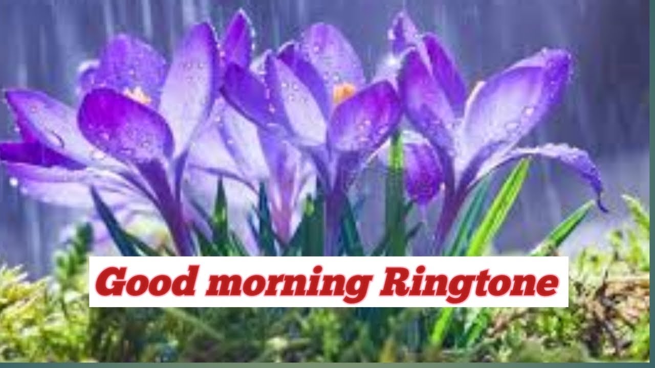 Good morning Ringtone - YouTube
