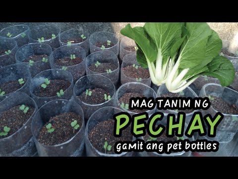 Paano mag tanim ng PECHAY sa pet bottle? - YouTube