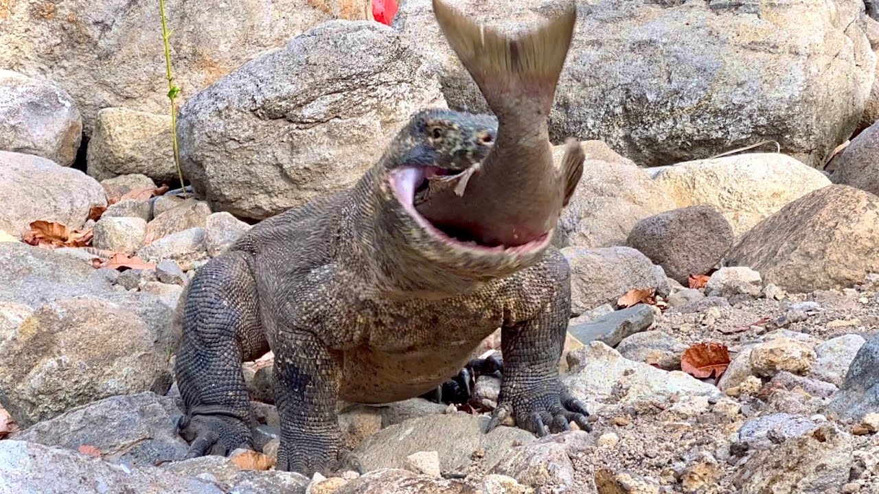 New😱 Komodo dragon vs thunder fish - YouTube