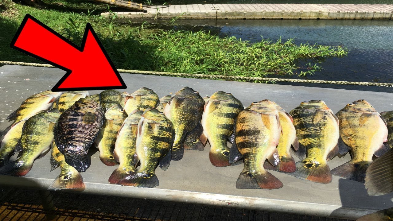 "Catch n Cook Peacock Bass"(Delicious) - YouTube