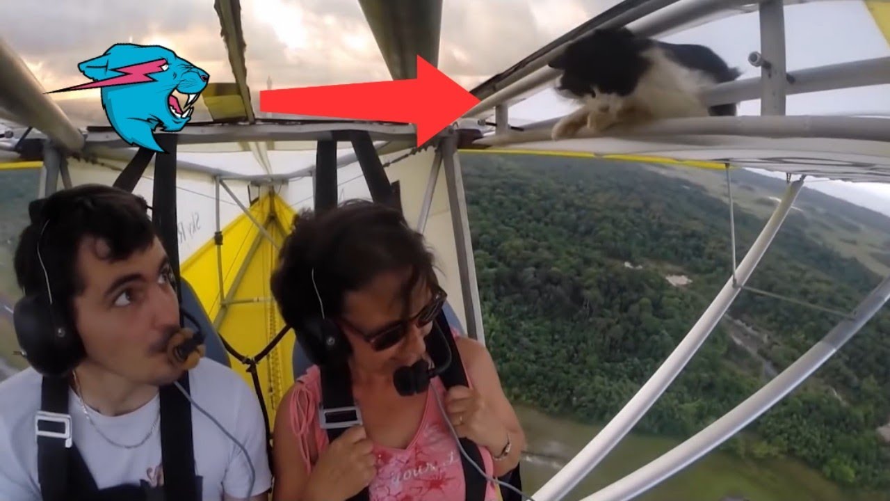 Shot on iPhone meme - Flying Cat - YouTube