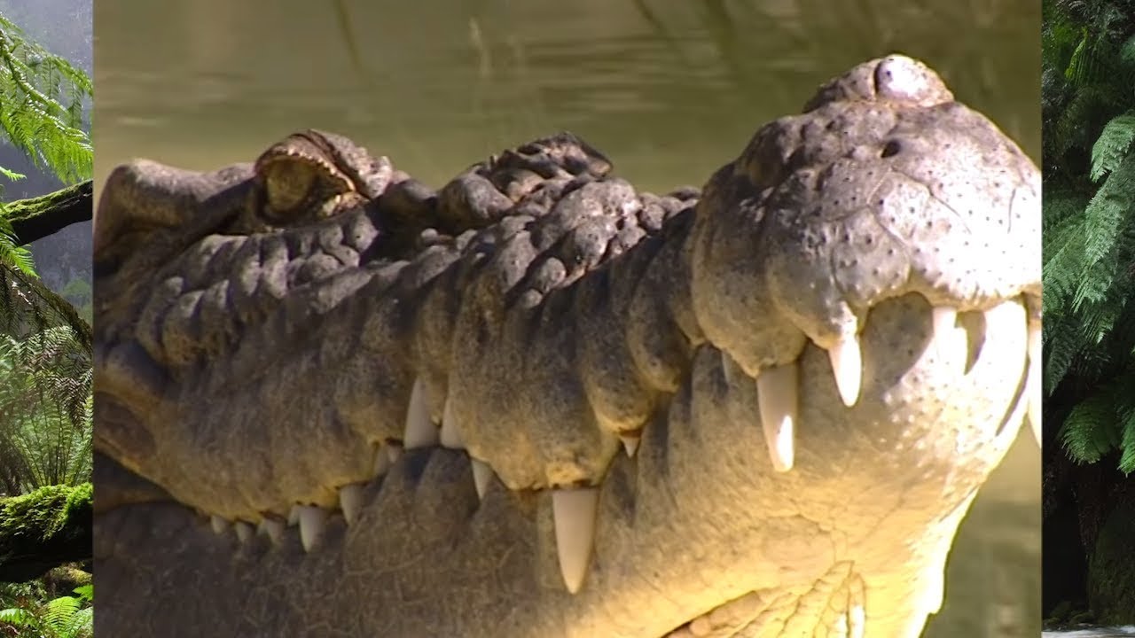 Animals Did It First - S01E01 | Amazing Nature Documentary | Natural ...