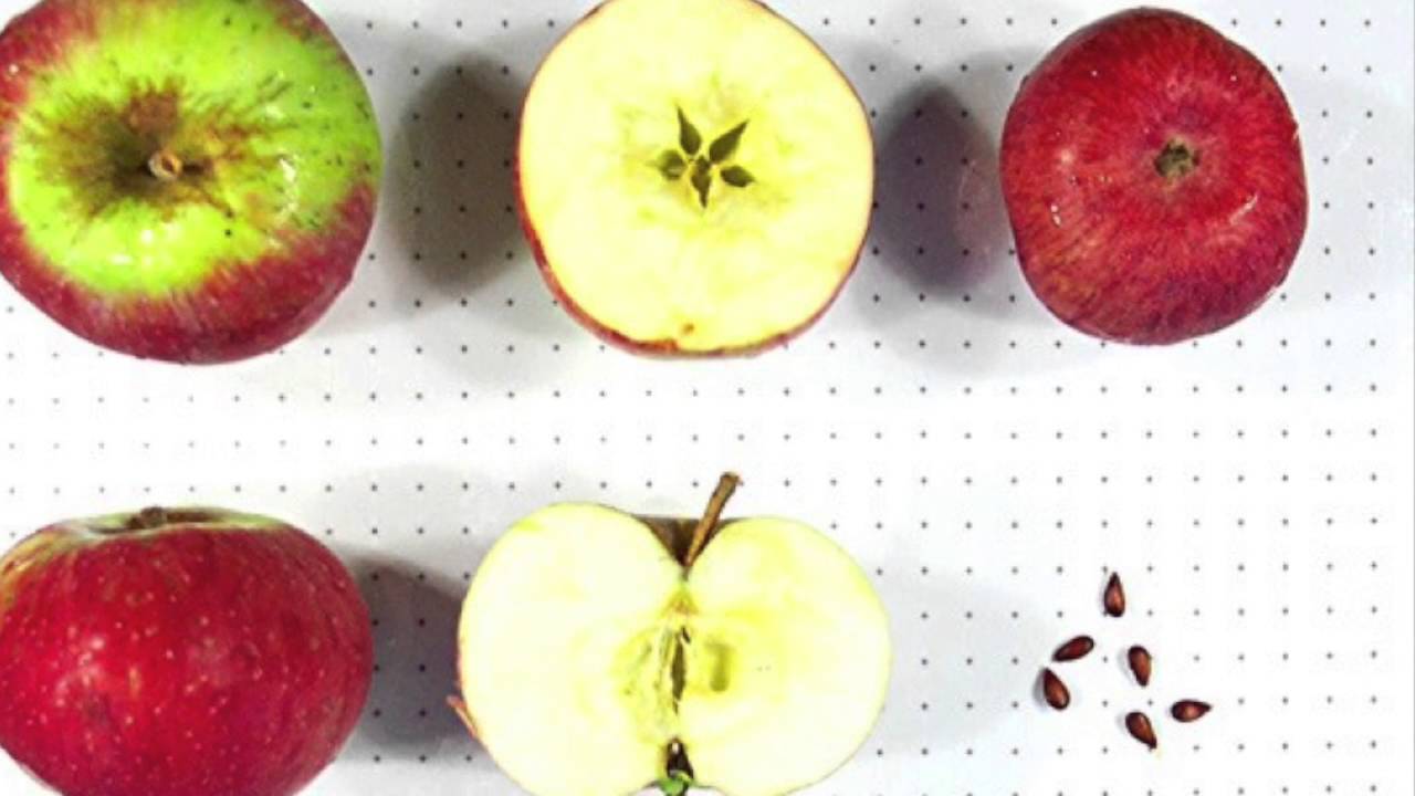 The Art and History of Apple Breeding - YouTube