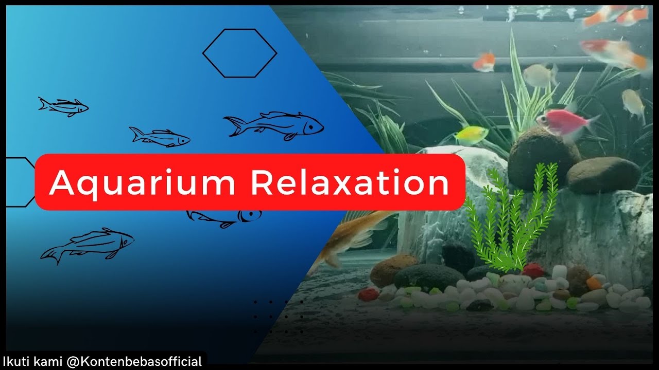 Aquarium Relaxation: "Alleviating Stress With Calming Fish and Music ...