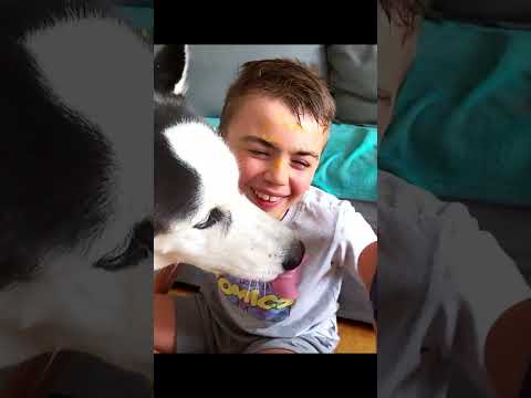 Husky Licking Girl and Boy 🐺😜
