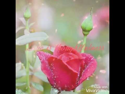 P A Prince Amir