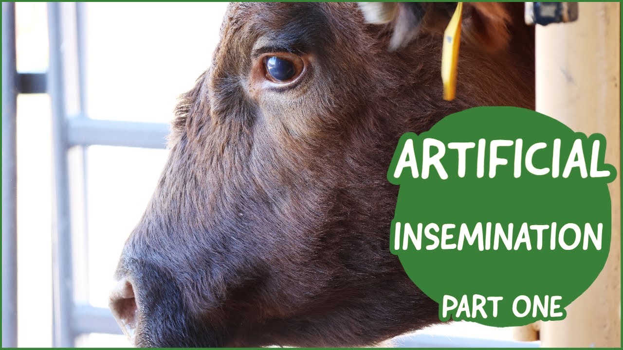 Cattle Artificial Insemination (AI) | Dr. Jordan Thomas (Part 1) - YouTube