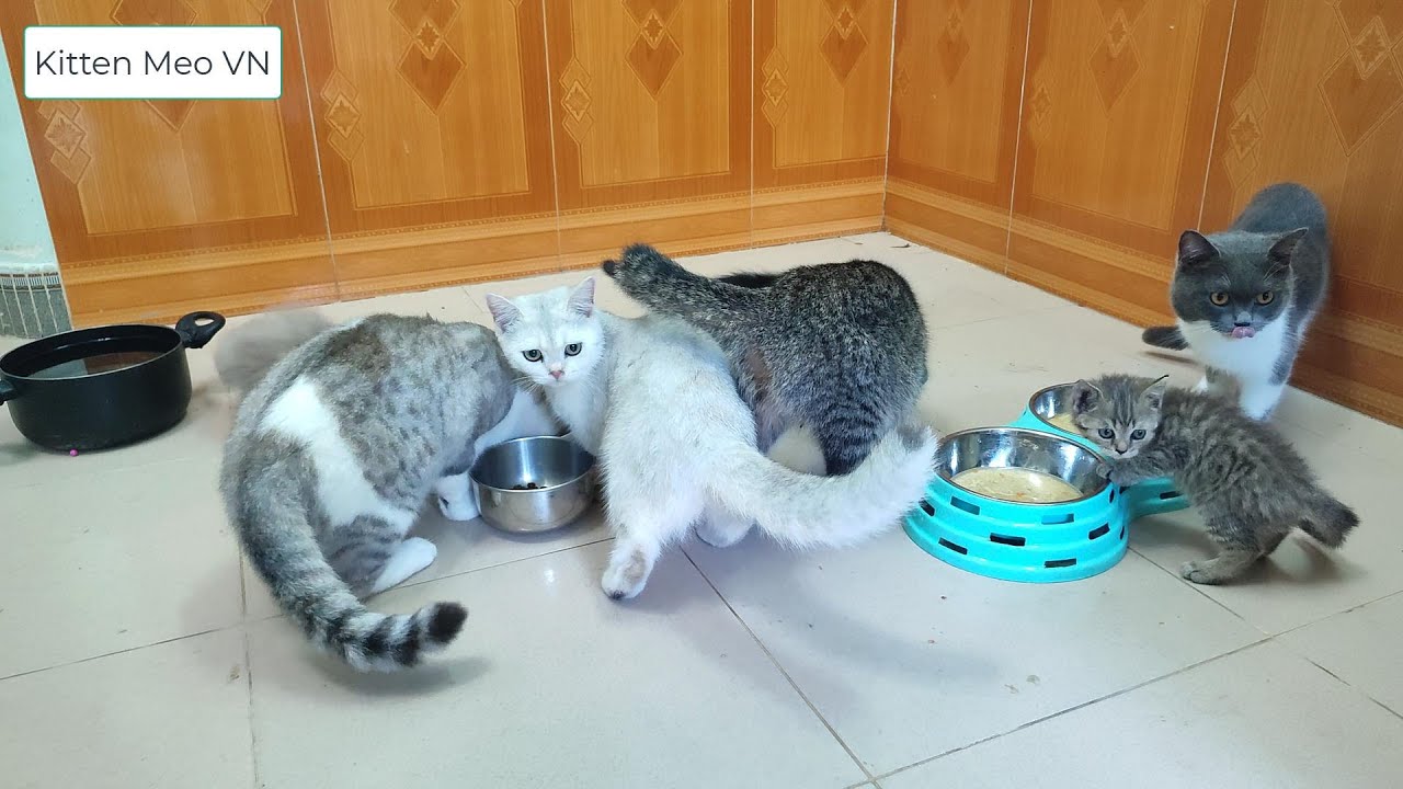 Only food can quickly gather cats in one place - YouTube