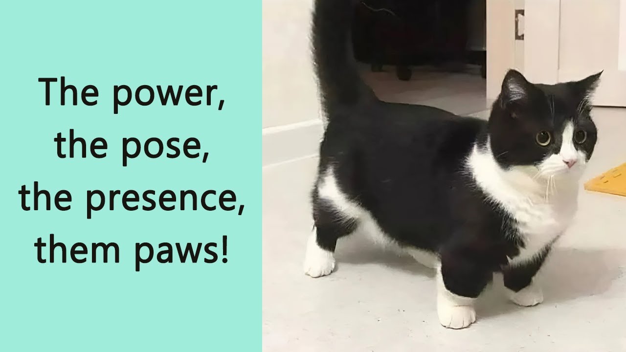 50 Hilarious And Adorably Awkward Animals For Every Animal Lover (New ...