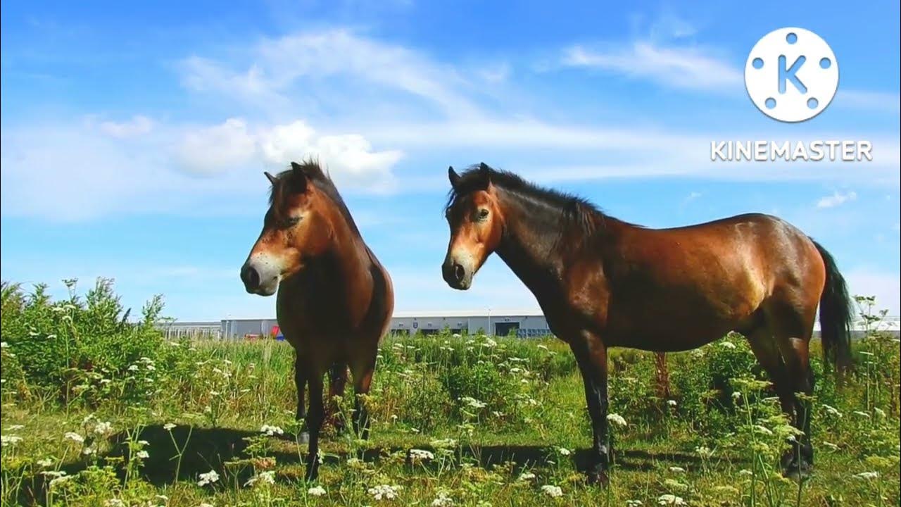 horse videos and new videos/ horses videos - YouTube