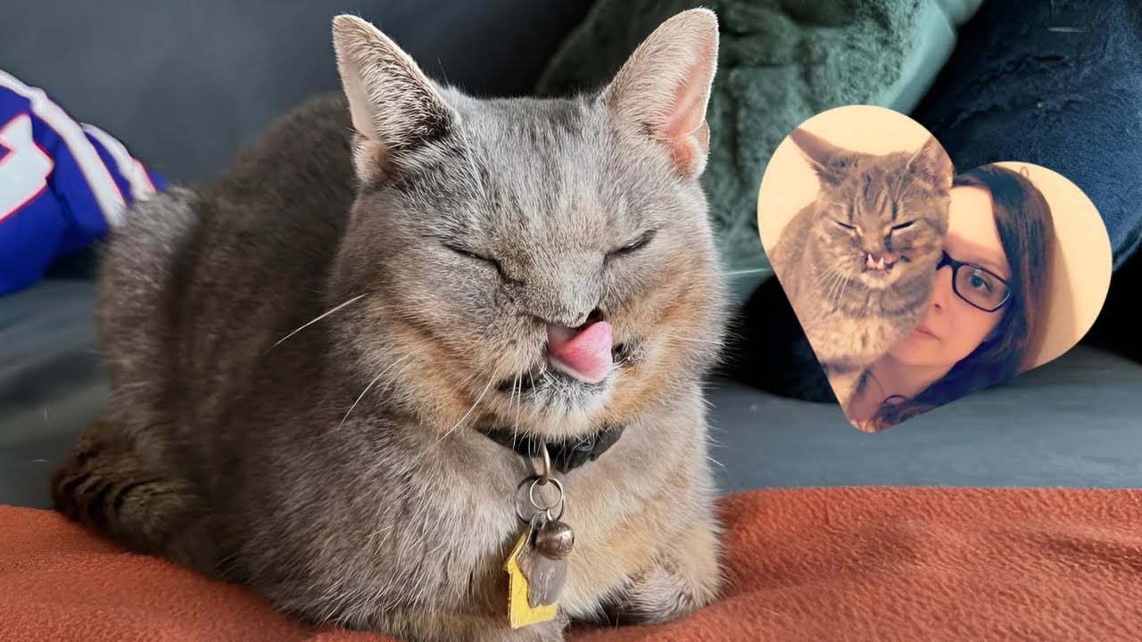 Electrocuted Kitten Finds Love: Vet Tech Couldn't Say Goodbye To Her ...