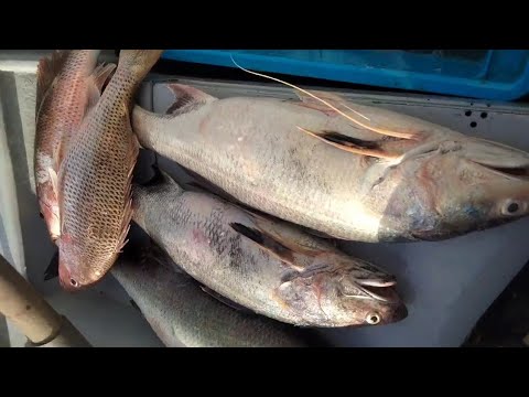 (18) HASIL HARI INI GAISSS‼️ IKAN BESAR BAS ‼️ #KURAU #BRAHAN #fyp ...