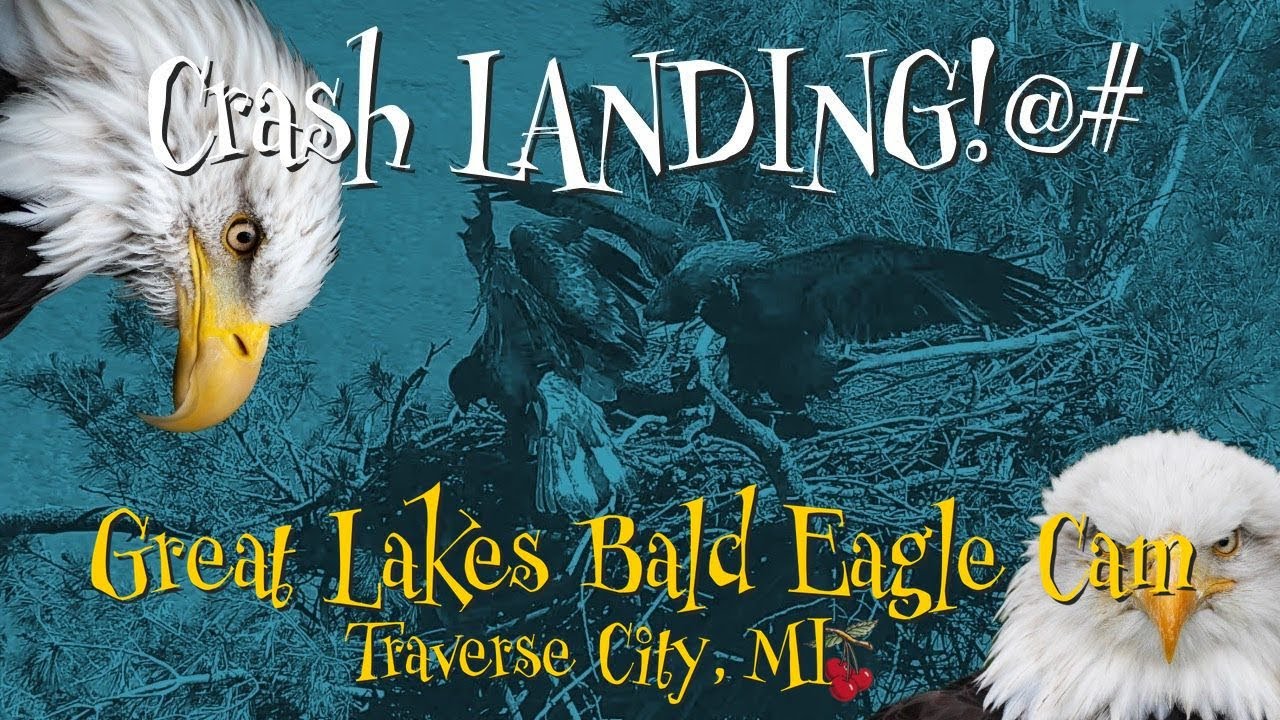 Young Bald Eagle CRASH LANDS | Mitten and Stormy's Turbulent Touchdowns ...
