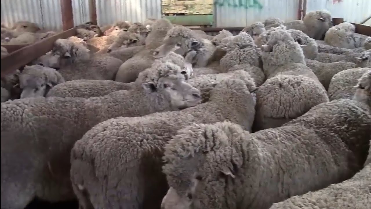 The Farmer - How to Harvesting Wool - Amazing Sheep Factory - Wool ...