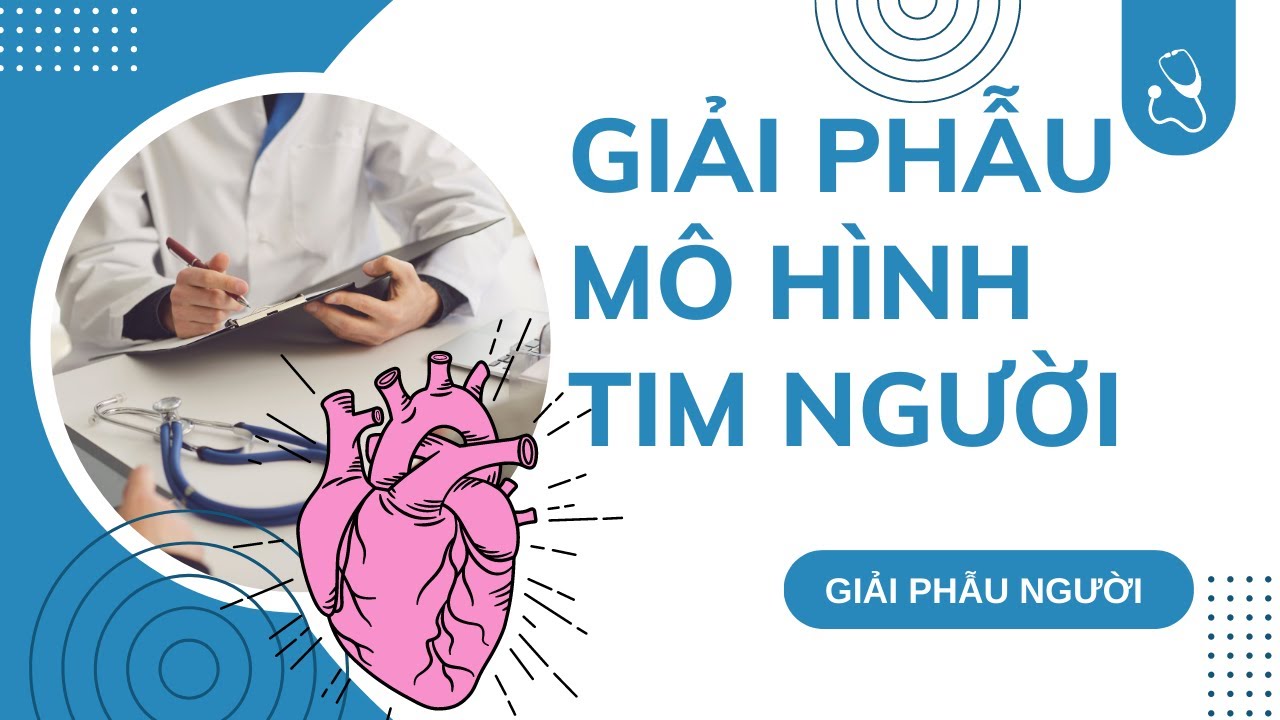 Khám phá giải phẫu tim người trên mô hình I Giải phẫu học cơ thể người ...